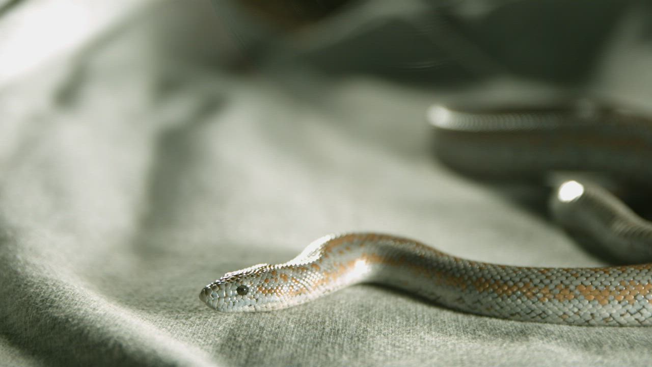 Snake over a fabric in slow-motion - Free Stock Video