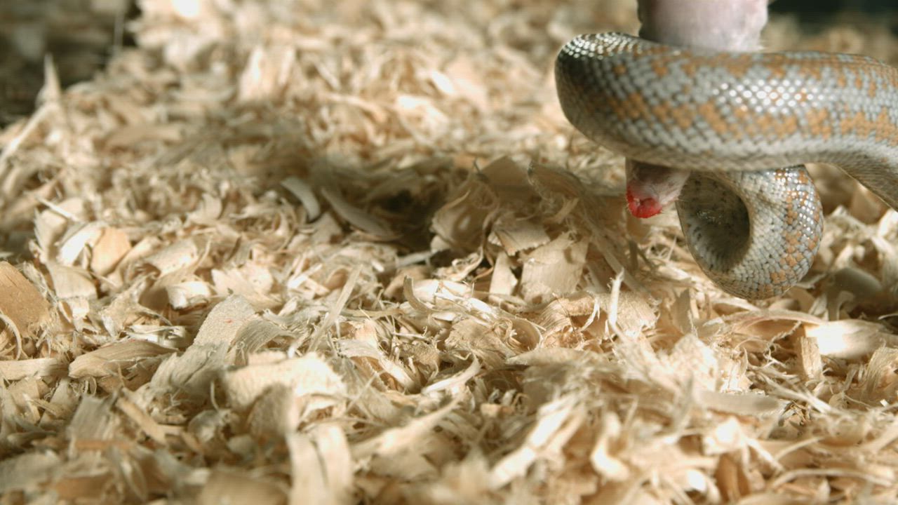 Snake wrapped around a rat - Free Stock Video