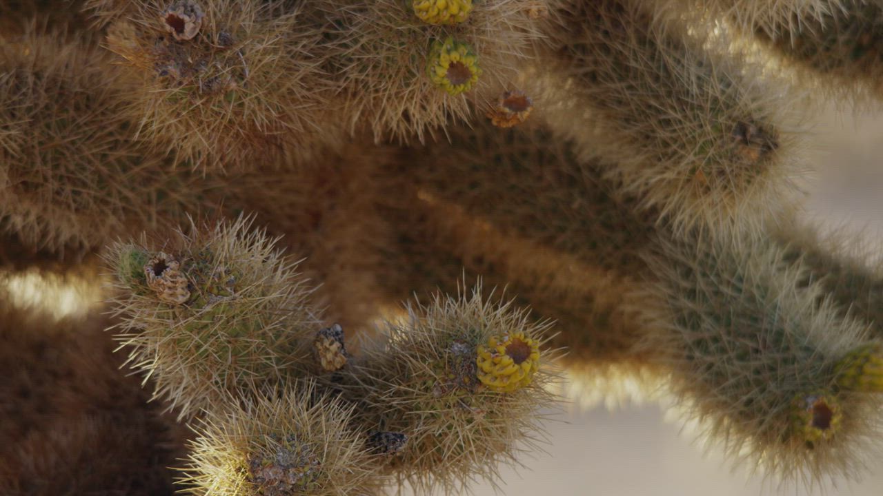 Close up of a spiny cactus plant - Free Stock Video