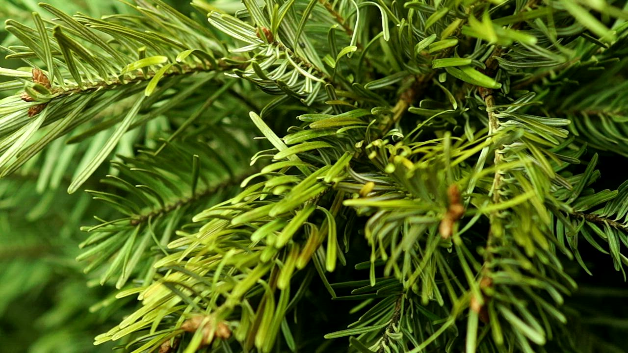 Coniferous tree close up - Free Stock Video