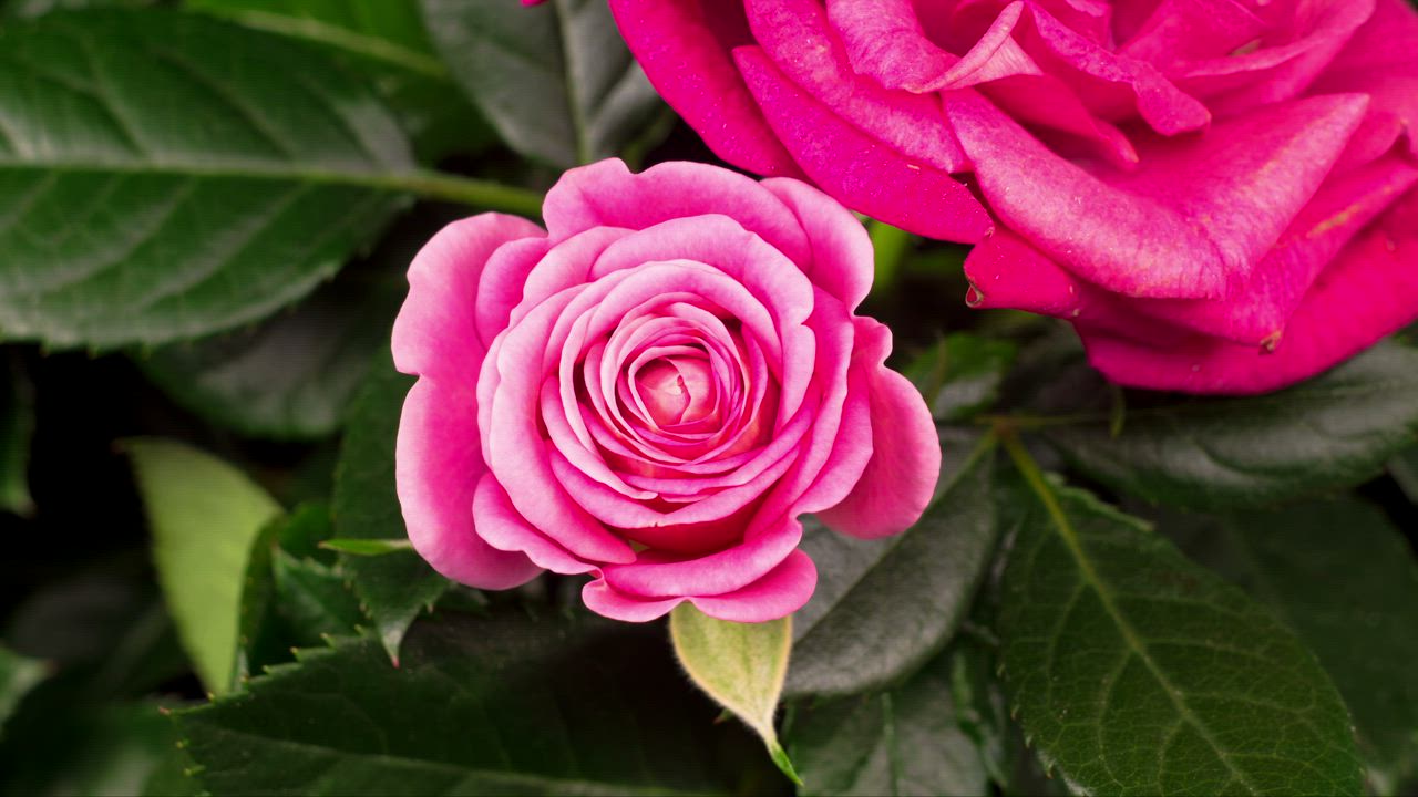 Blooming rose flower in the branch - Free Stock Video