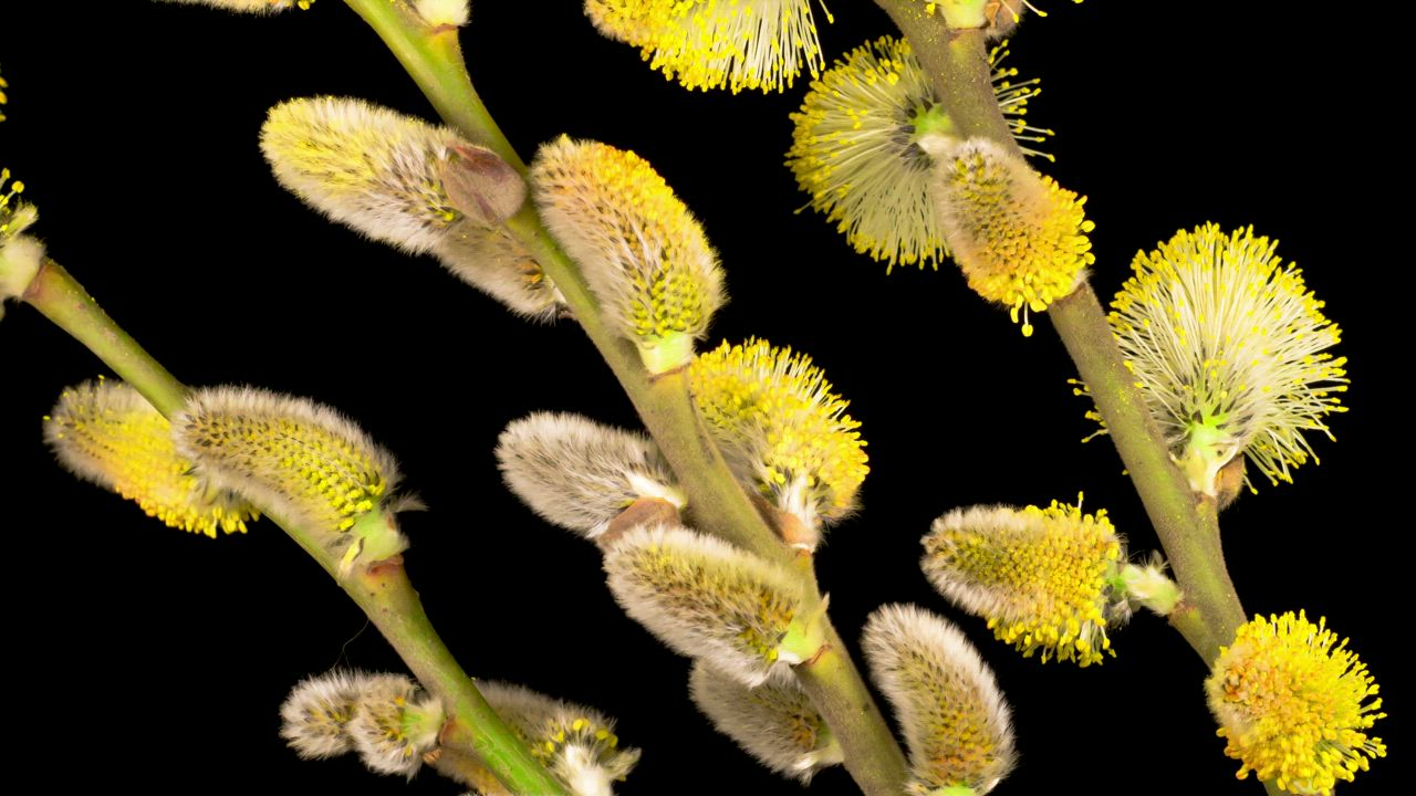 Spring willow flower opening - Free Stock Video