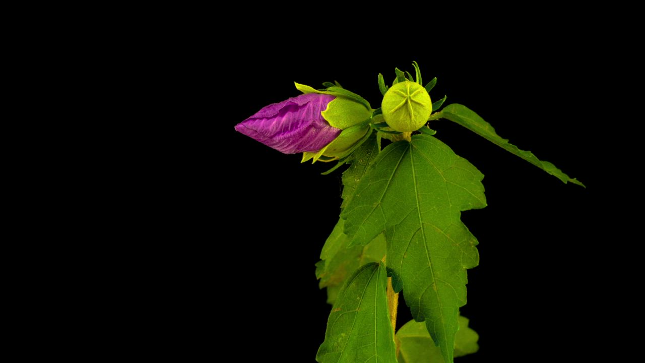 Hibiscus flower opening - Free Stock Video