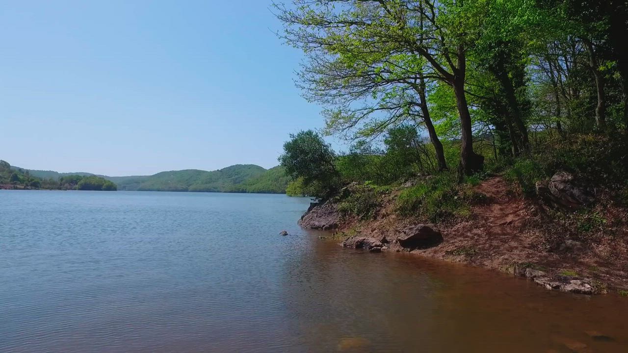 Forest along the edge of a lake - Free Stock Video
