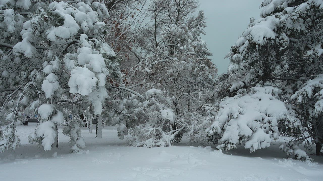 Heavy snow on tree branches moved by wind - Free Stock Video