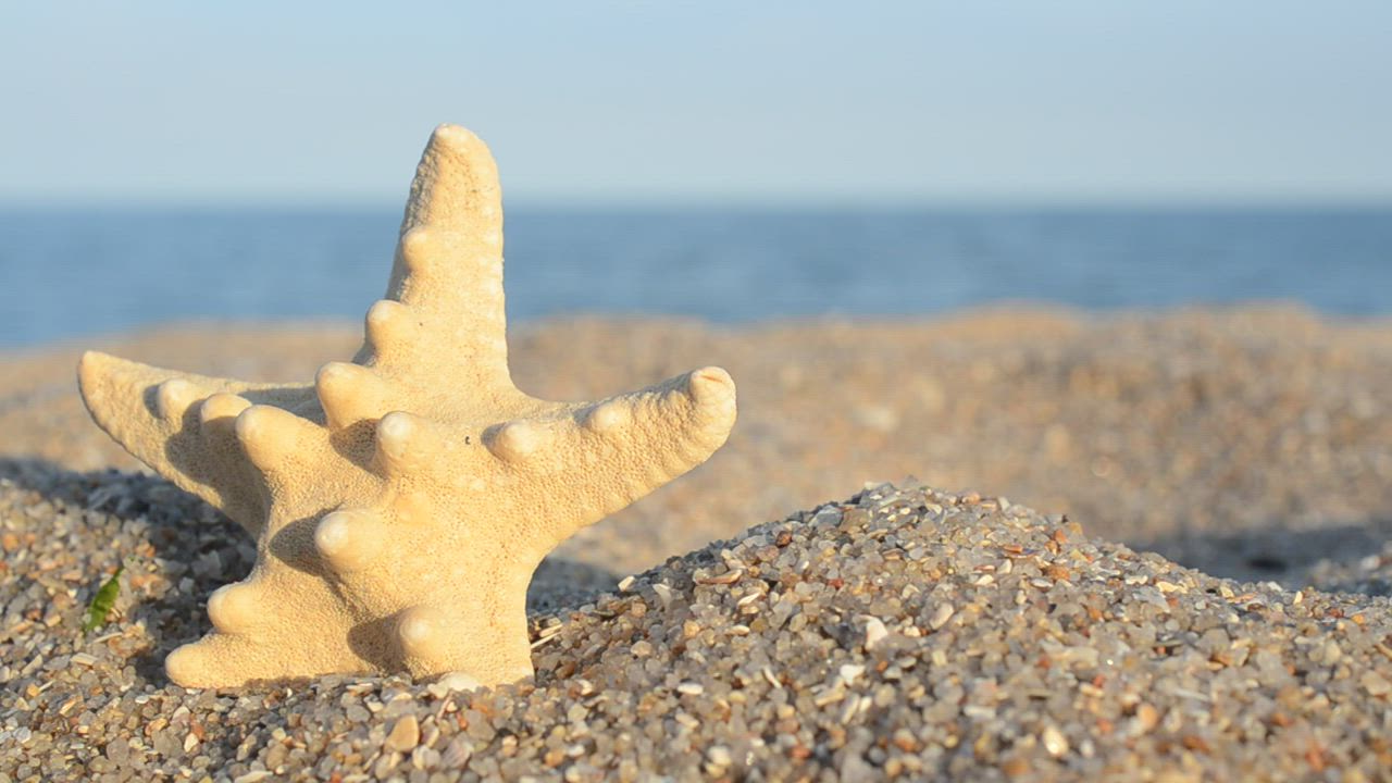 Star shaped shell in the sand - Free Stock Video