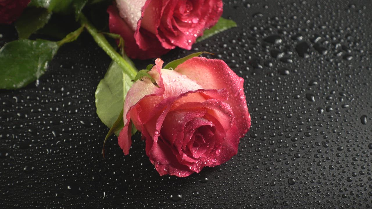Roses laid out on a table - Free Stock Video