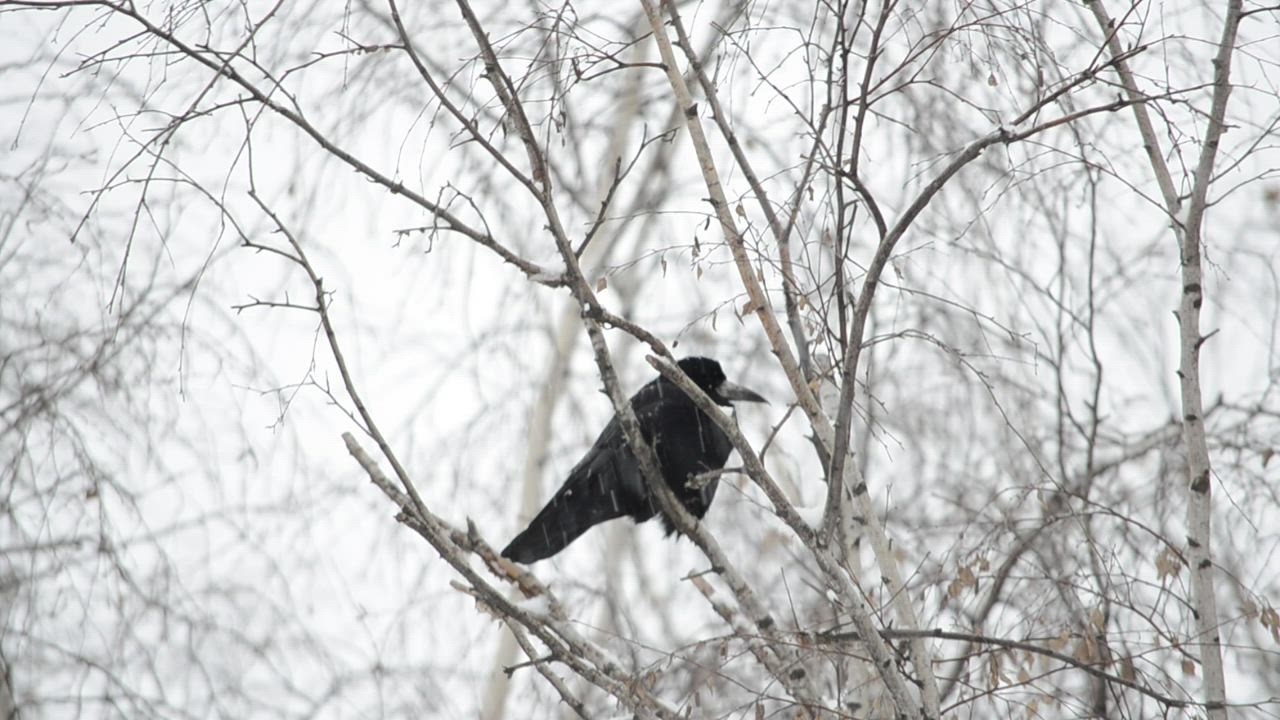 Raven resting in the snow - Free Stock Video