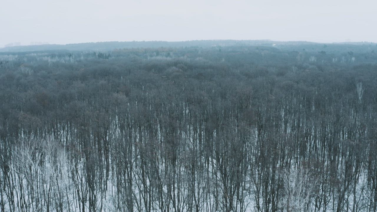Flying slowly over a winter forest - Free Stock Video