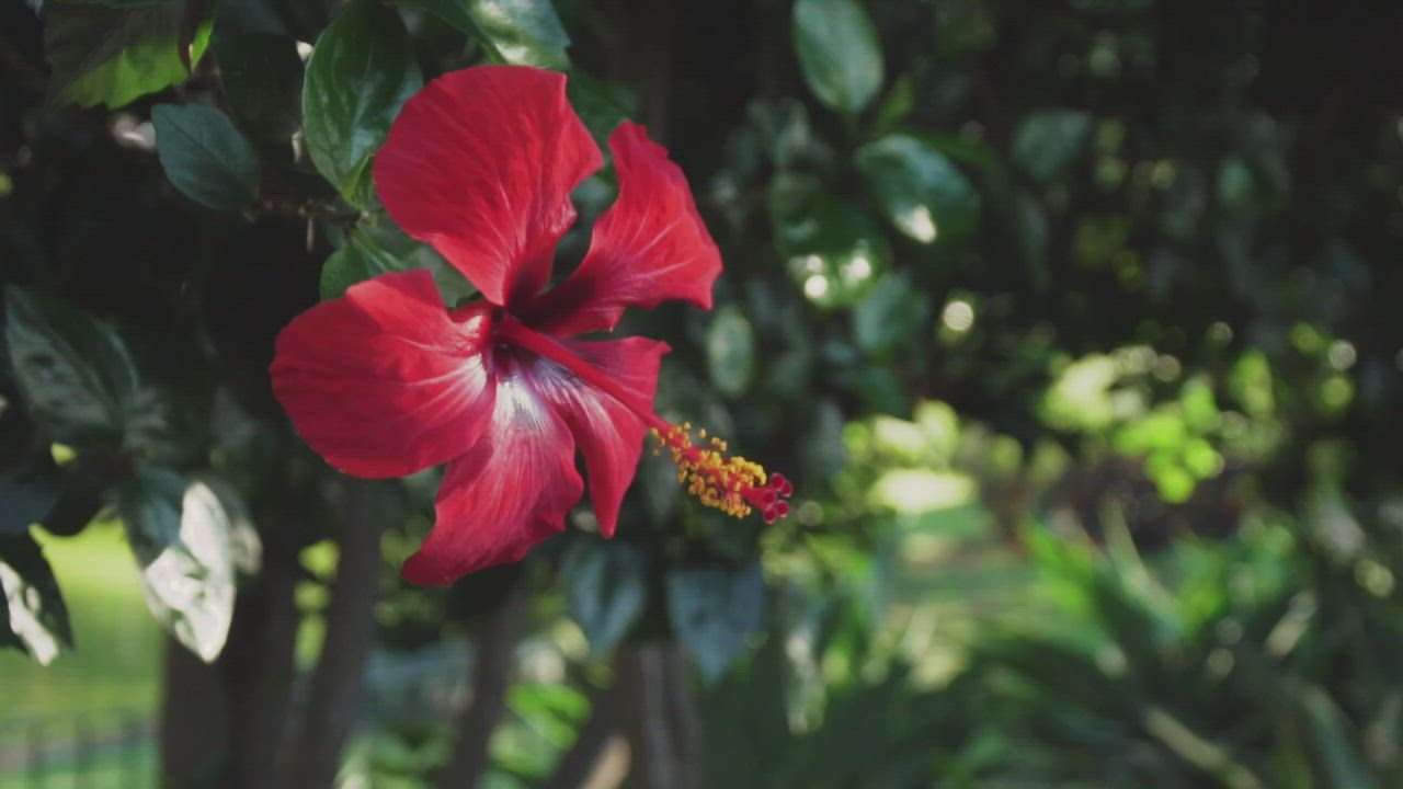 Red flower of a tree in a garden - Free Stock Video