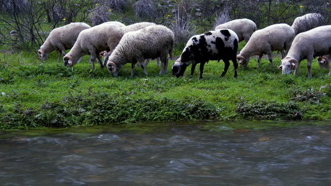 Wild sheep grazing by a stream - Free Stock Video