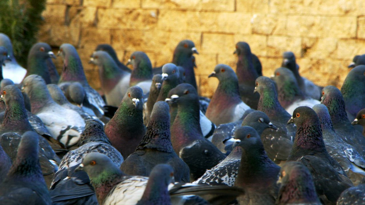 Many pigeons together on the street, slow motion - Free Stock Video