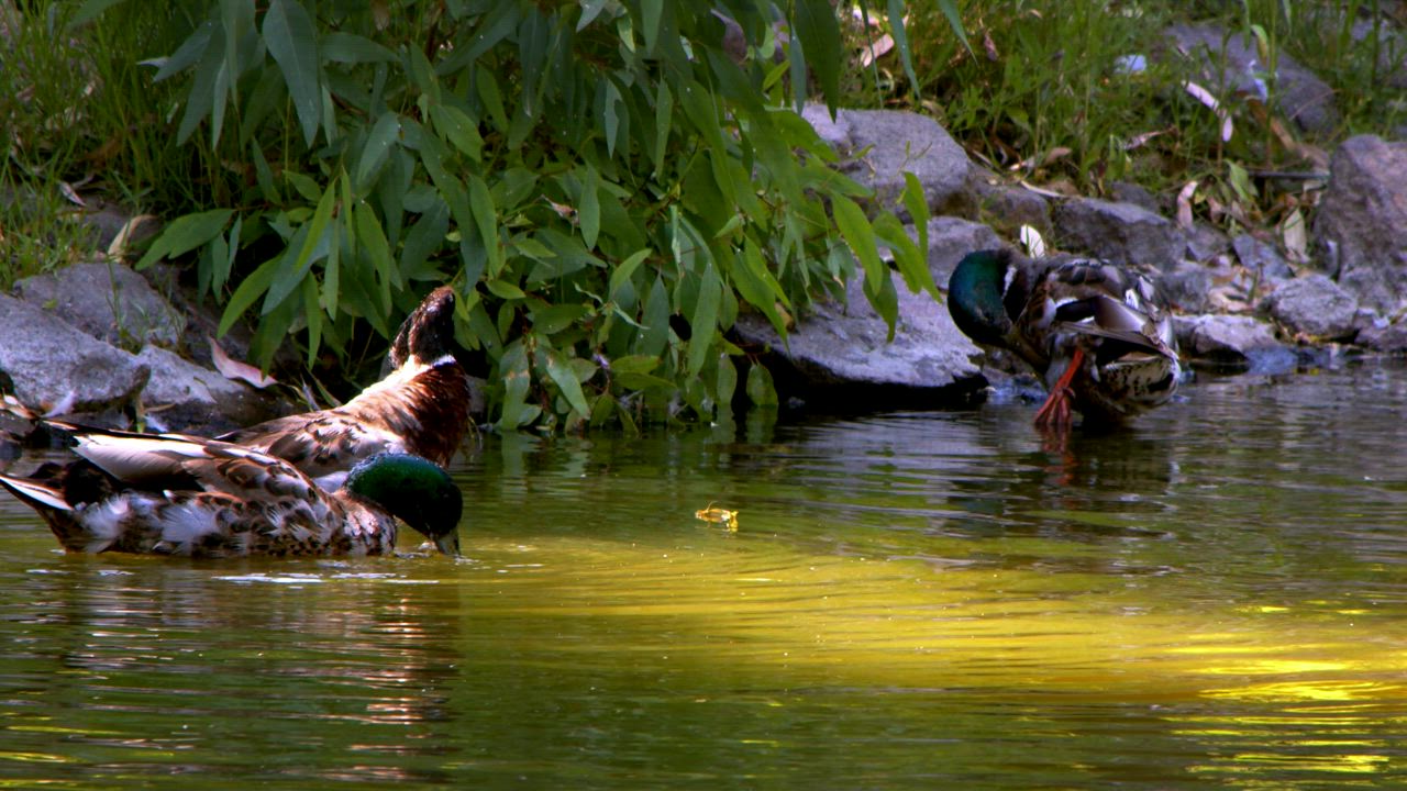 Ducks drinking water in a lake - Free Stock Video