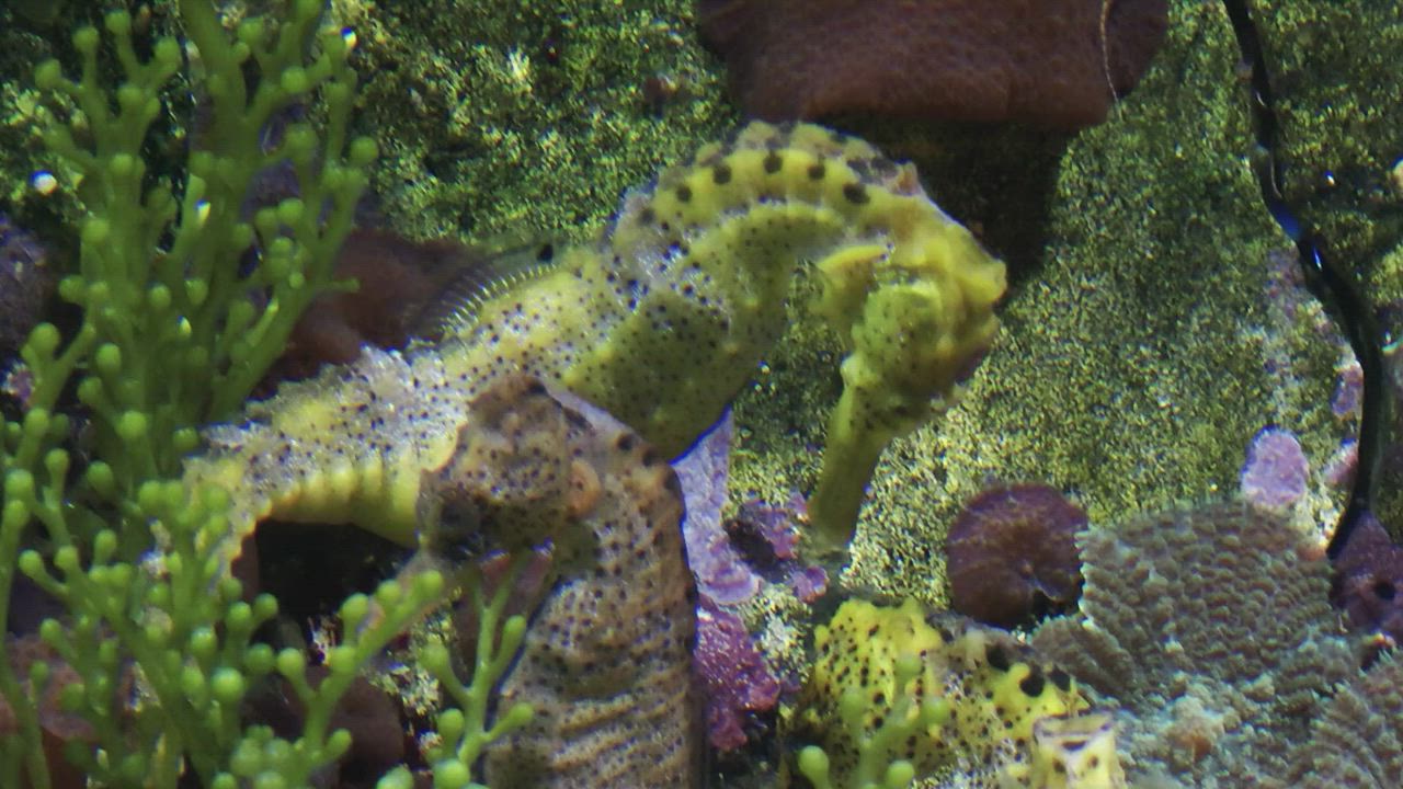 Seahorses in a marine aquarium fish tank close up - Free Stock Video