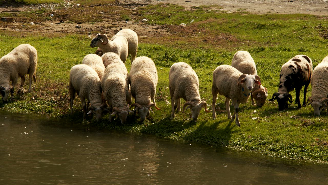 Sheep drink and feed by a river - Free Stock Video