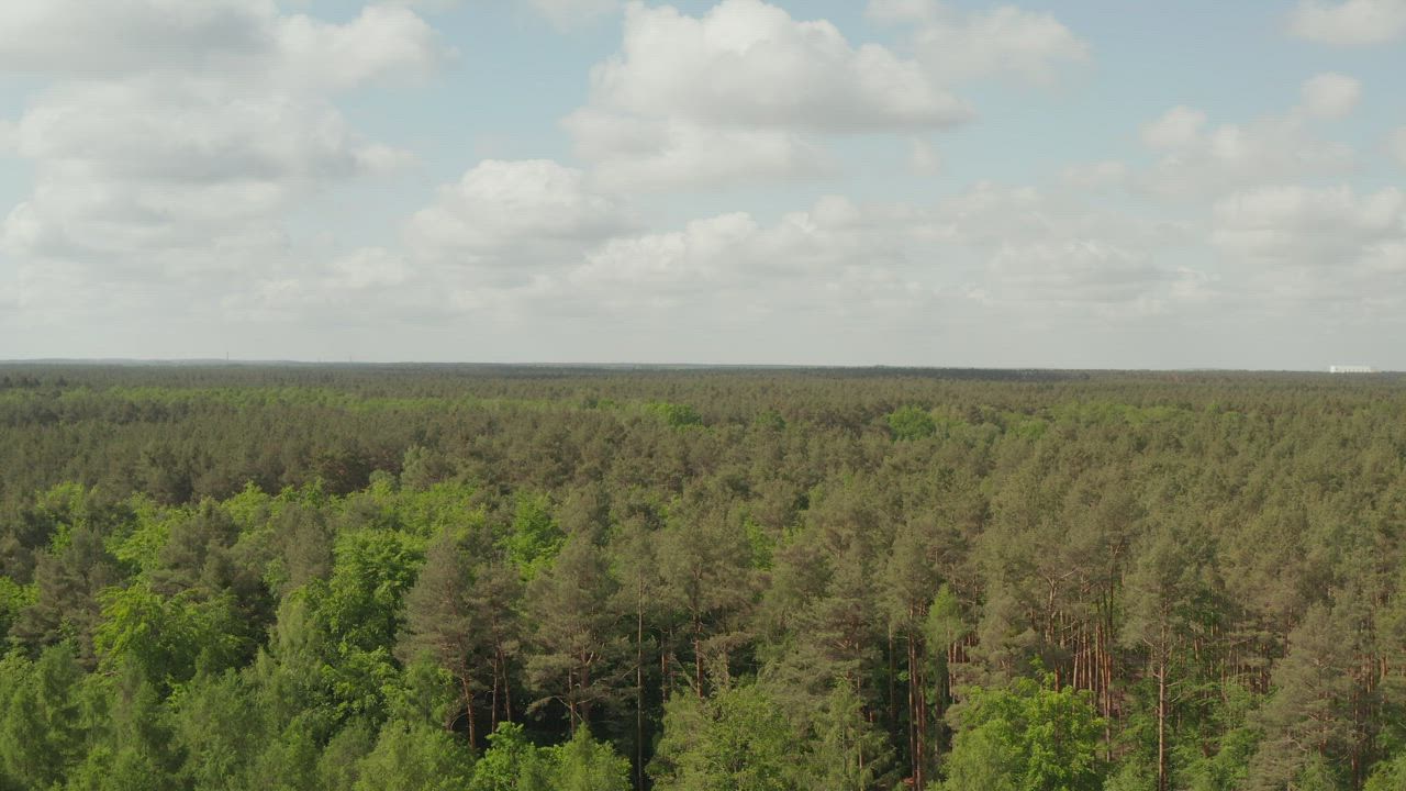 Forest in spring full of trees, high aerial view - Free Stock Video