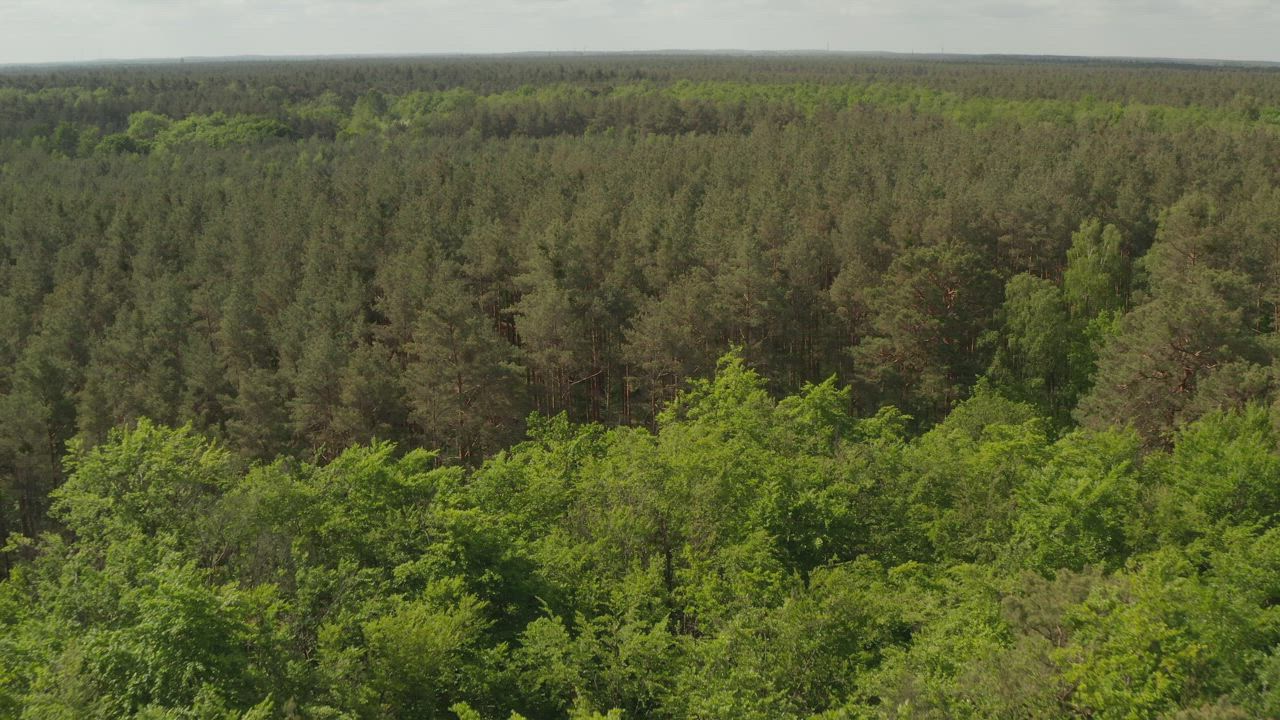 Huge forest full of green trees, aerial tilt shot - Free Stock Video