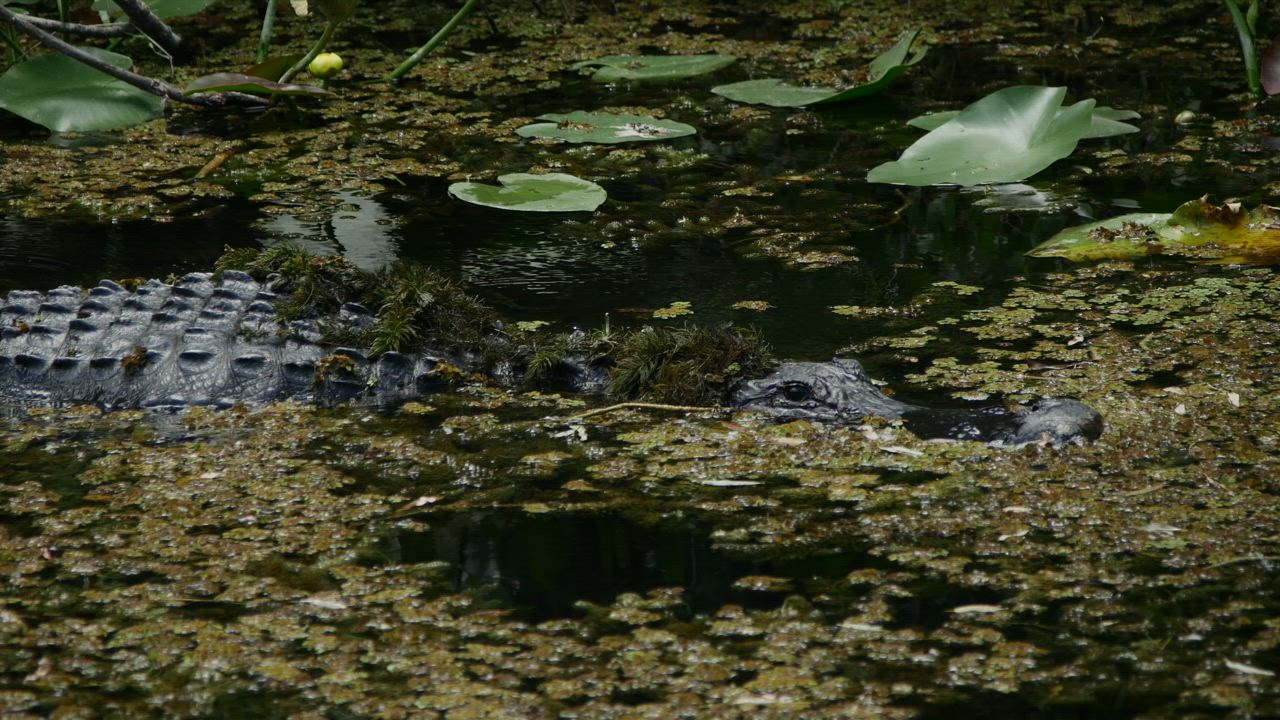 Big alligator swimming in the swamp - Free Stock Video
