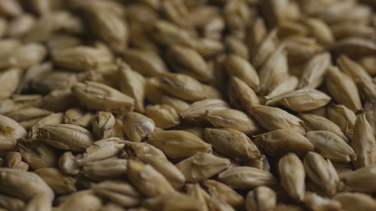 Close up of barley rotating - Free Stock Video