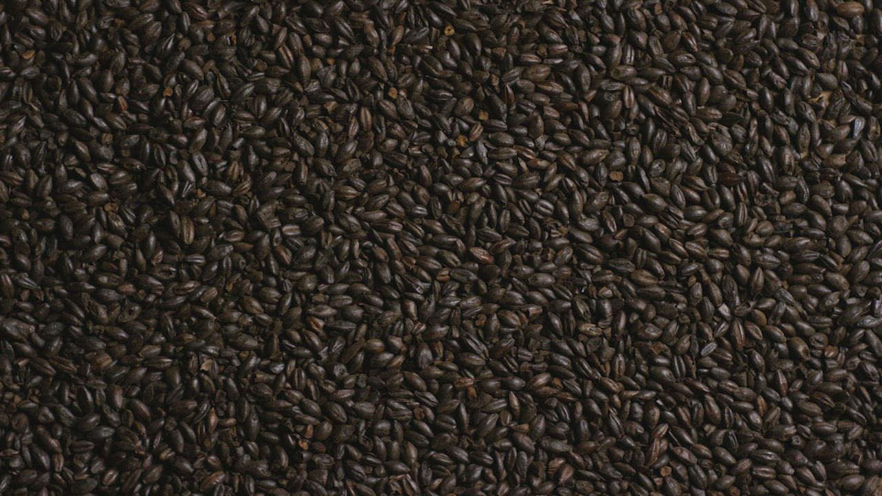 Black barley rotating - Free Stock Video