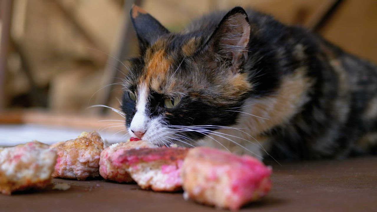 Hungry cat eating close up - Free Stock Video