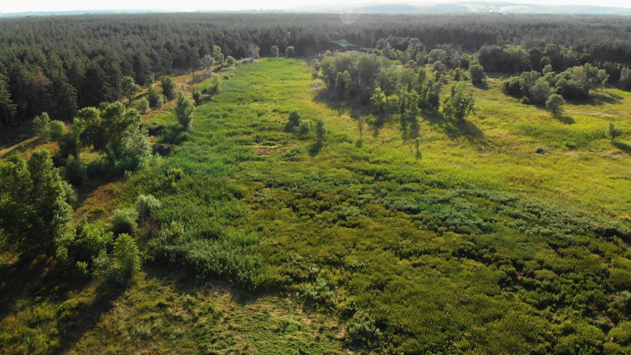 Flying over a clear space in the forest - Free Stock Video