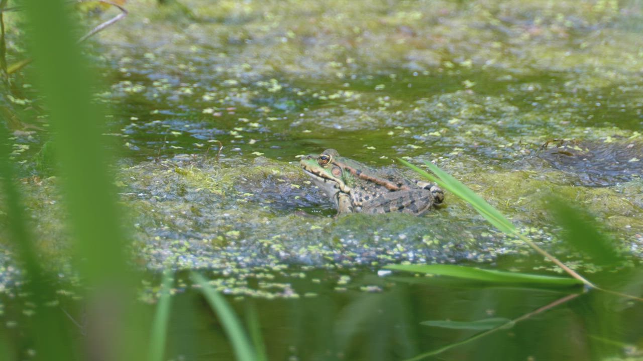 Green frog standing on the water swamp - Free Stock Video