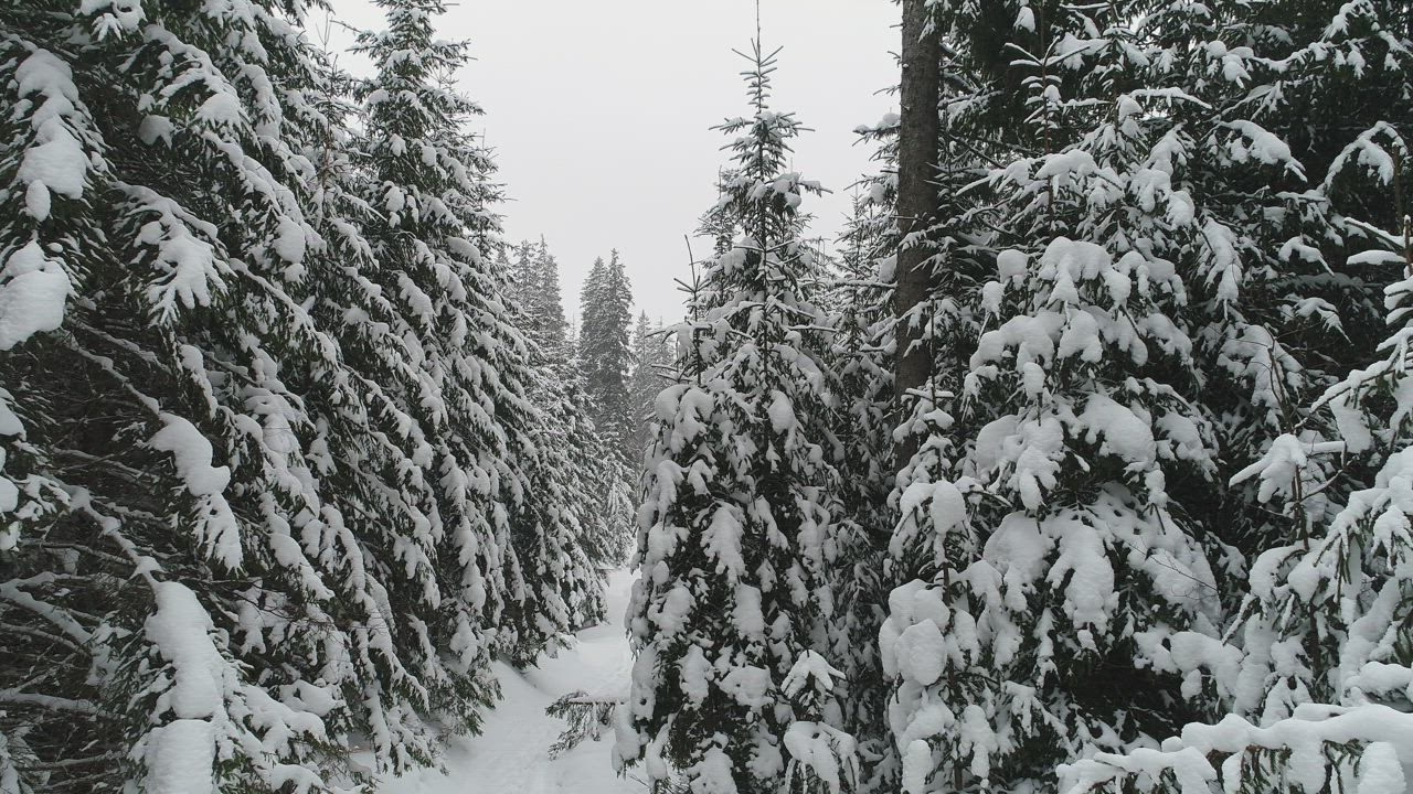 Pine trees with snowflakes on their branches - Free Stock Video