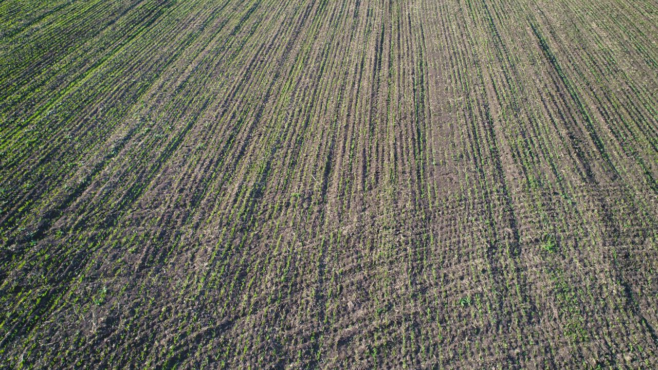 Flying over an agriculture field, texture video - Free Stock Video
