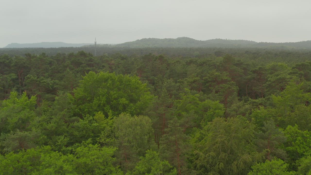 Huge forest full of green trees and mist, aerial - Free Stock Video