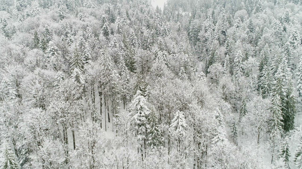 Texture of snow covered pine trees on the mountain - Free Stock Video