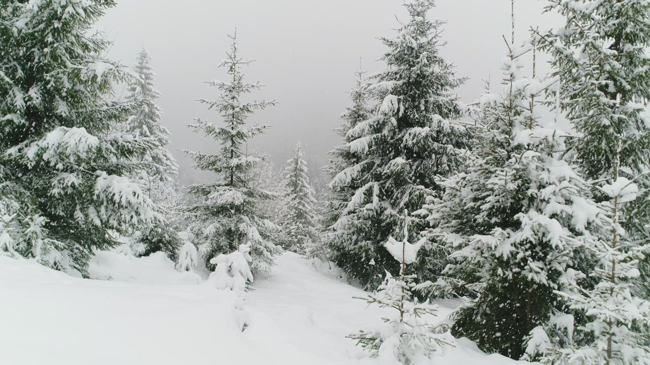 Beautiful forest in winter while snowing - Free Stock Video