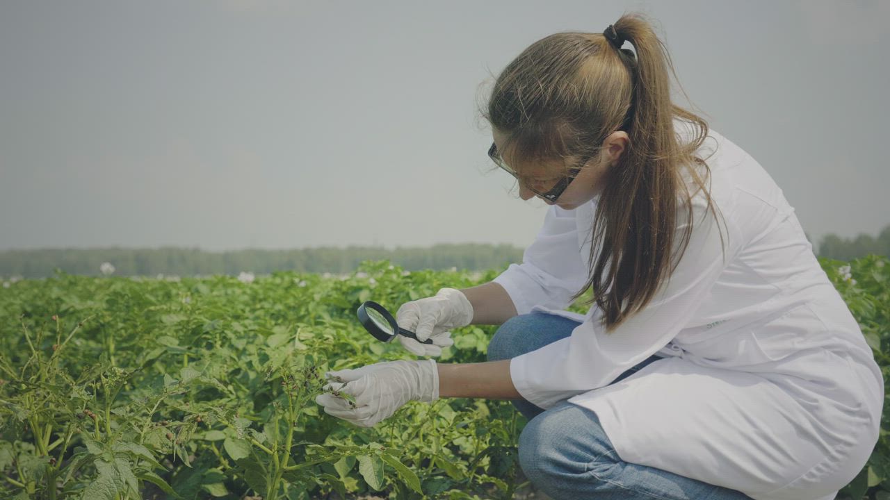 Biologist inspecting pests in the crops - Free Stock Video