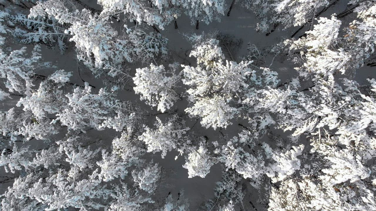 Flying over the treetops of a snowy forest - Free Stock Video