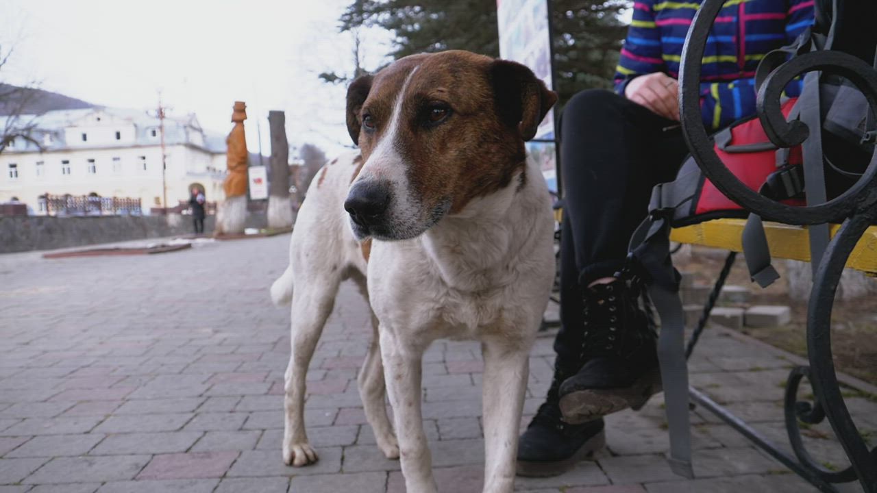 Sad dog in the city park - Free Stock Video