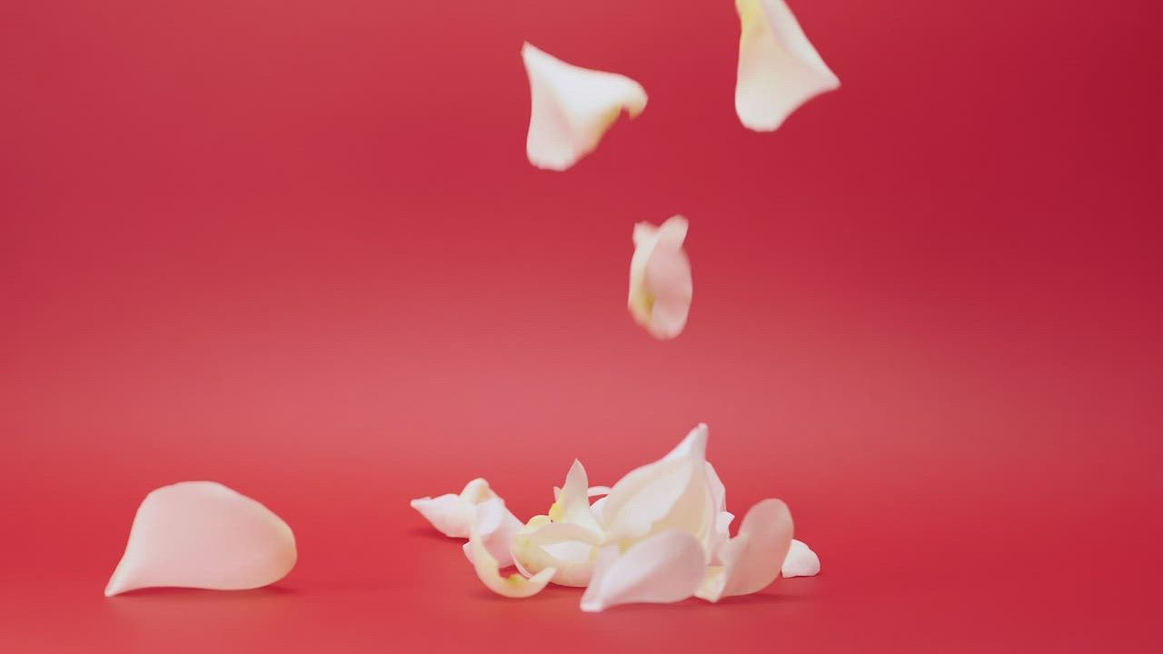 Flower petals falling - Free Stock Video