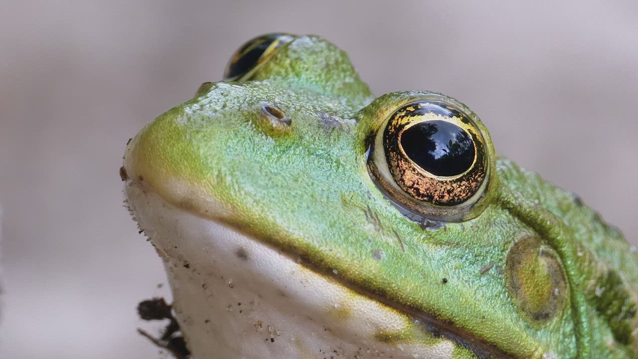 Close up of a toad breathing - Free Stock Video