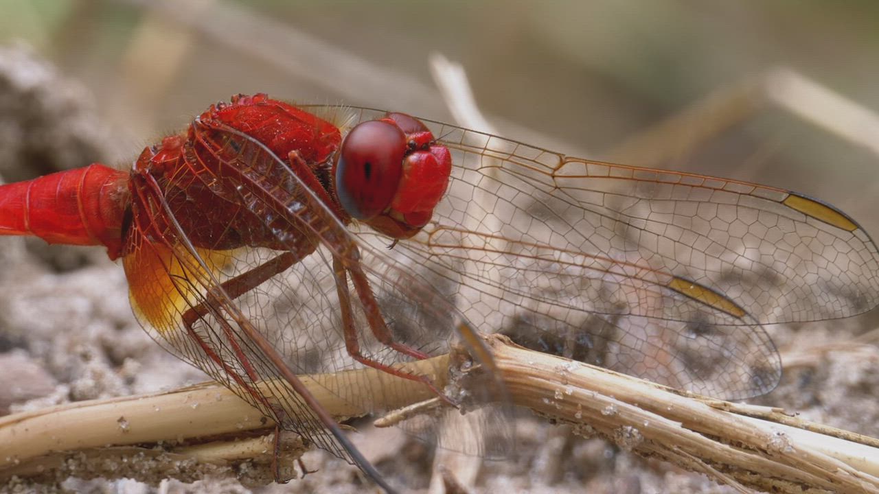 Macro close up of a red dragonfly - Free Stock Video