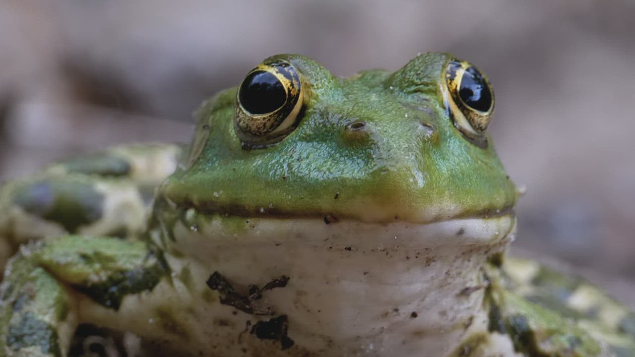 Portrait of a green frog breathing - Free Stock Video