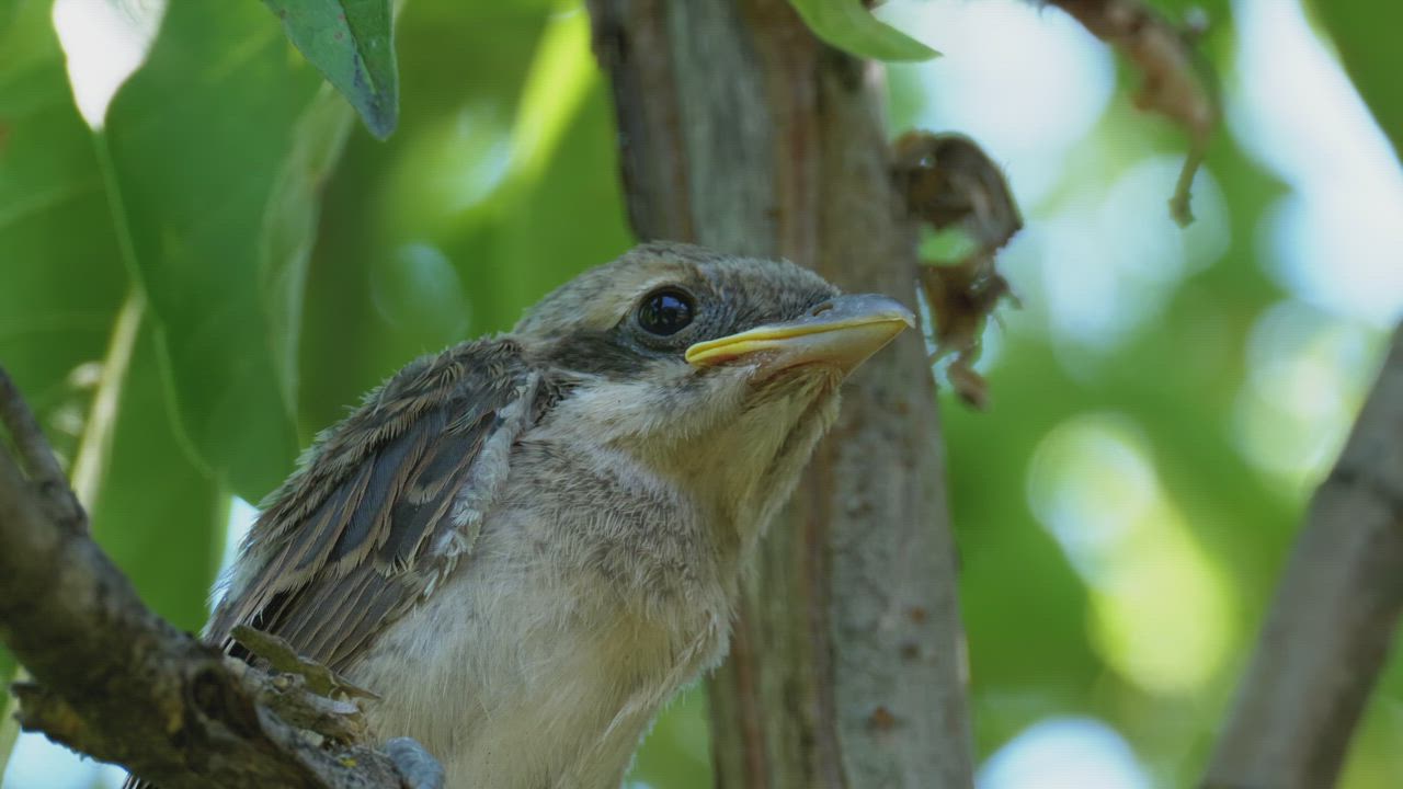 Little bird sitting on a tree branch - Free Stock Video
