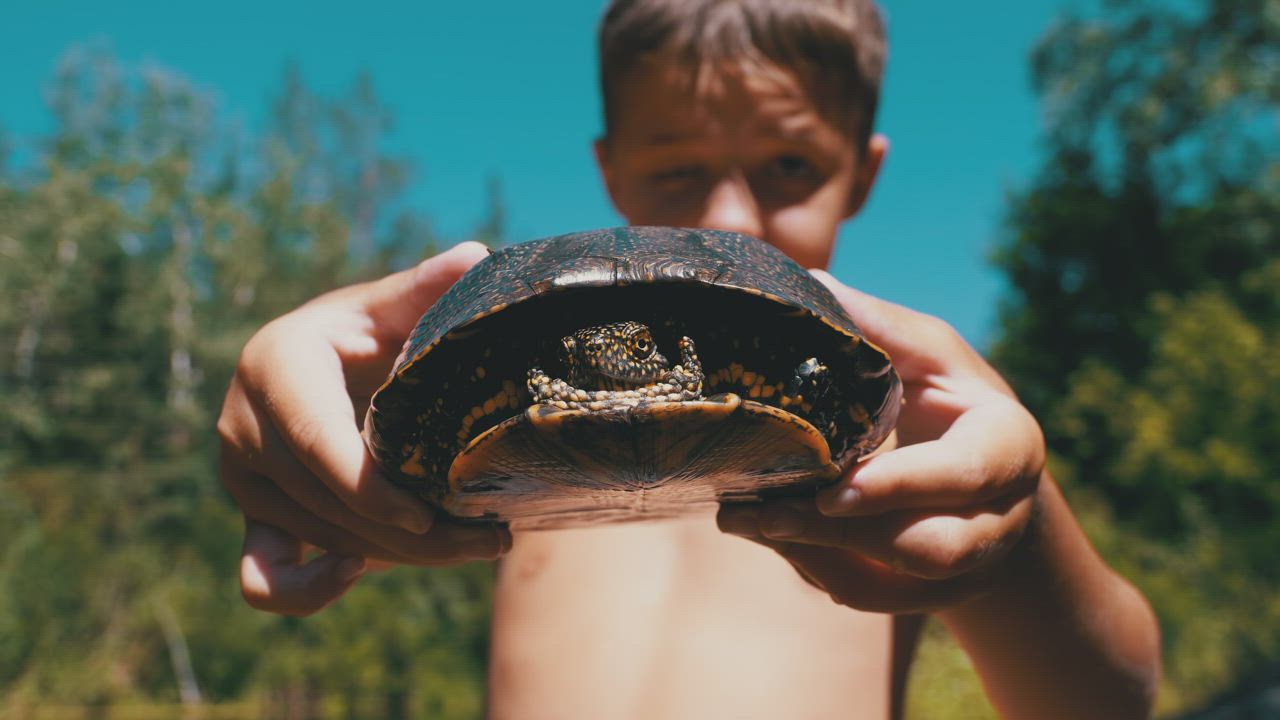 Boy showing a small turtle to the camera - Free Stock Video