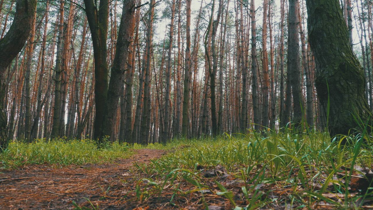 Temperate forest in autumn - Free Stock Video