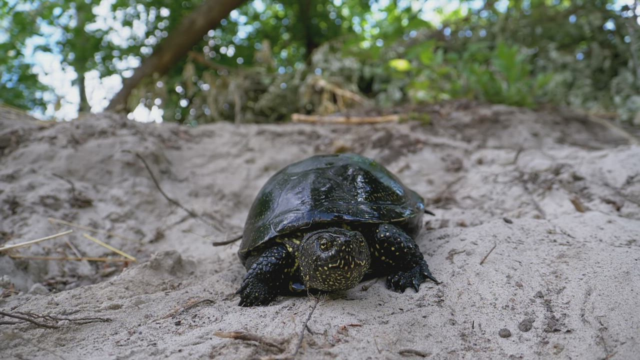 Turtle walking slowly in the sand - Free Stock Video