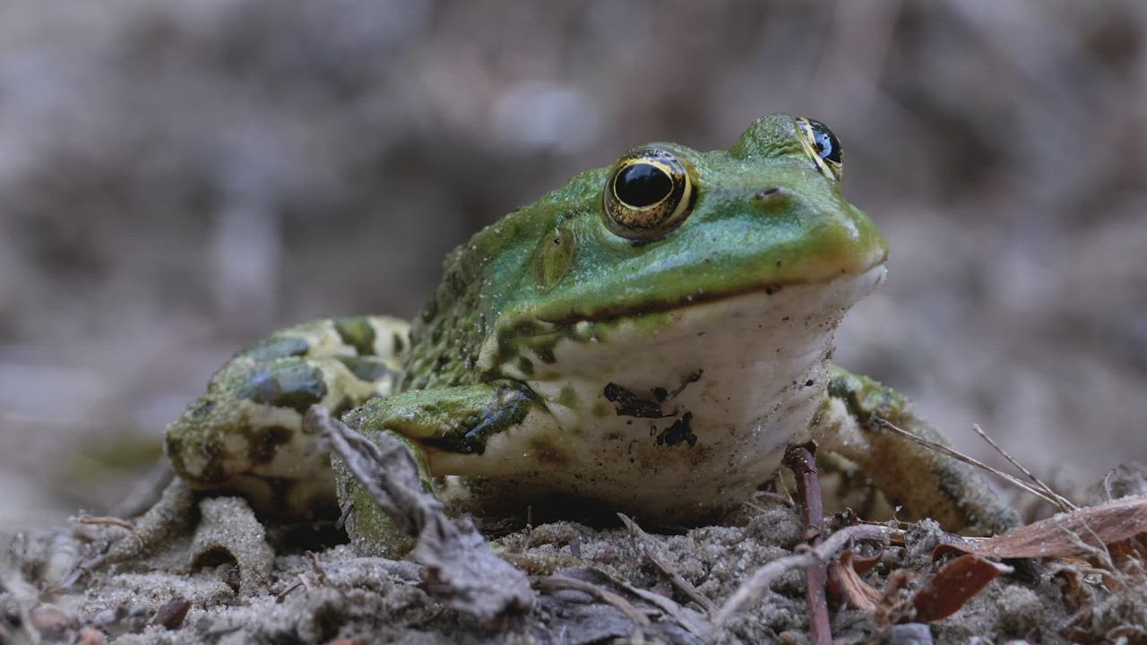 Frog opening and closing eyes, close up - Free Stock Video