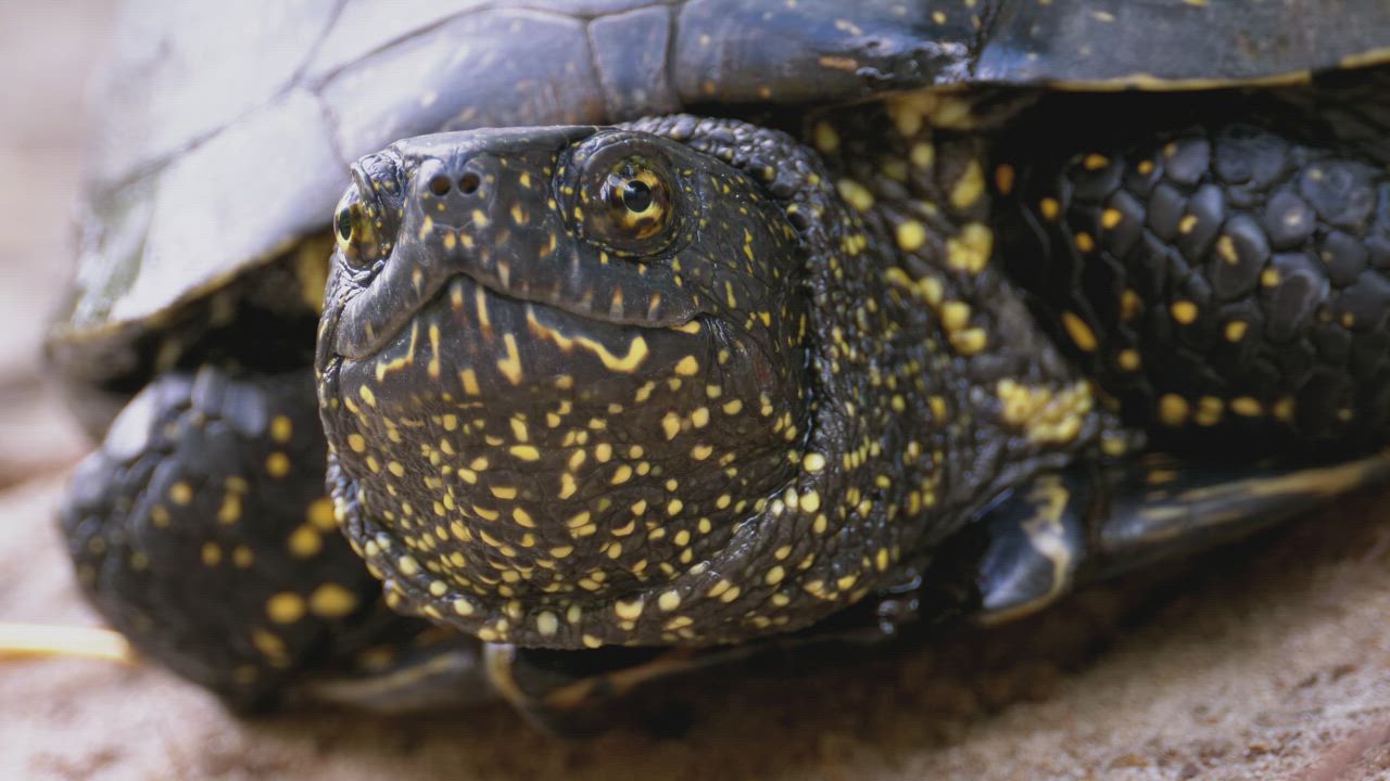 Close up of the head of a turtle - Free Stock Video
