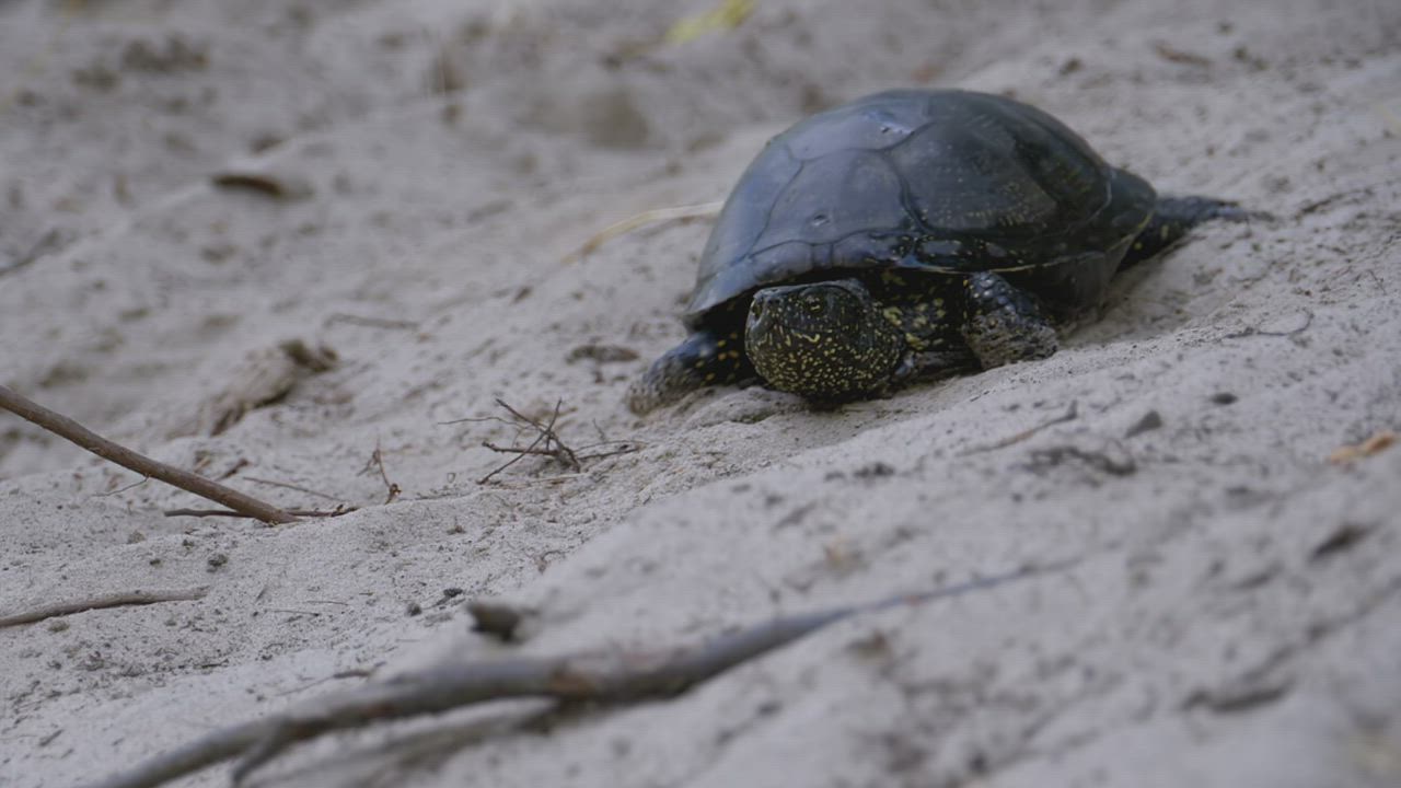 Turtle walking on the beach slowly - Free Stock Video