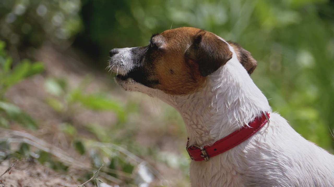 Dog barking in nature - Free Stock Video