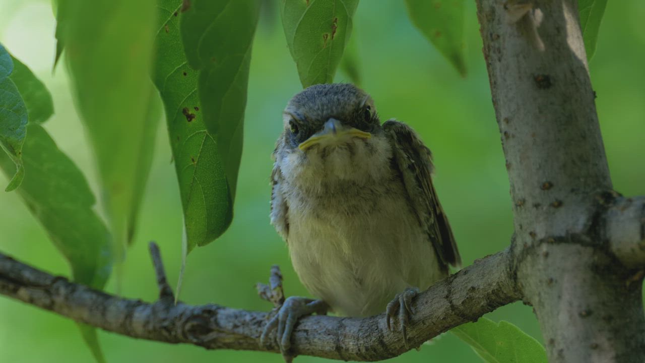 Small bird perched on a tree branch - Free Stock Video