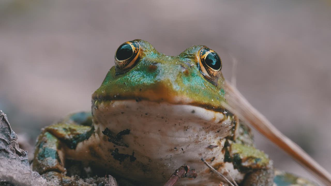 Frontal portrait of a frog breathing - Free Stock Video