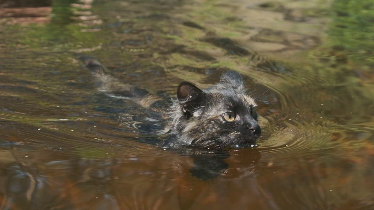 Black wild cat swimming in a river - Free Stock Video